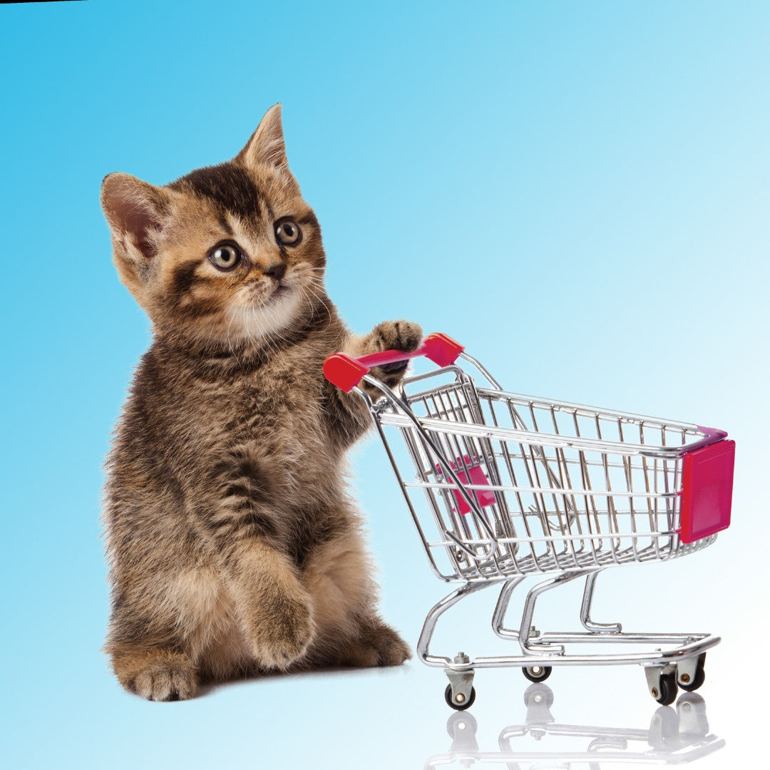 Buy Cat Supplies Dubai: Bowls, Collars, Toys & More | Petz.ae