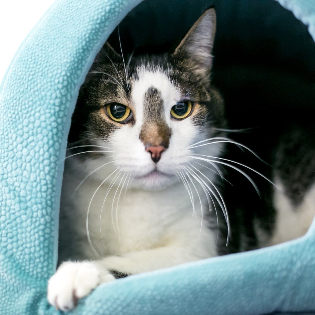 Buy Cat Condos & Covered Beds Products Dubai | Petz.ae