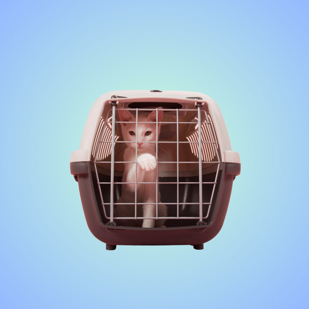 Buy Cat Crates, Pens & Gates | Petz.ae Dubai