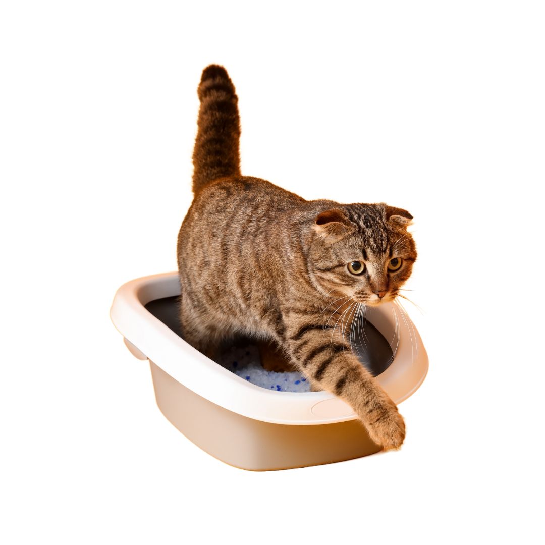 Cat Litter & Cat Litter Box Products | Petz.ae