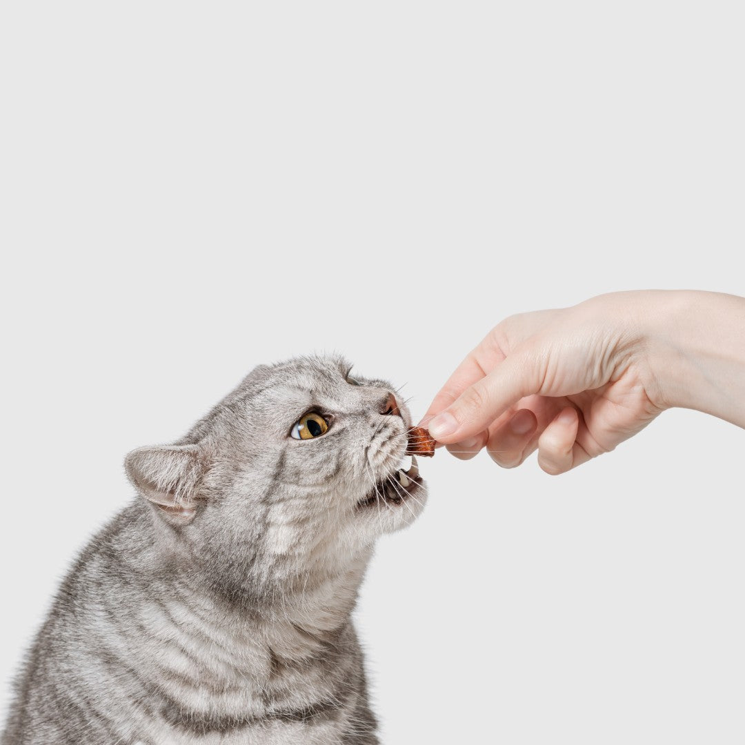 Petz.ae: Top Soft Cat Treats - Premium Delights for Dubai Cats